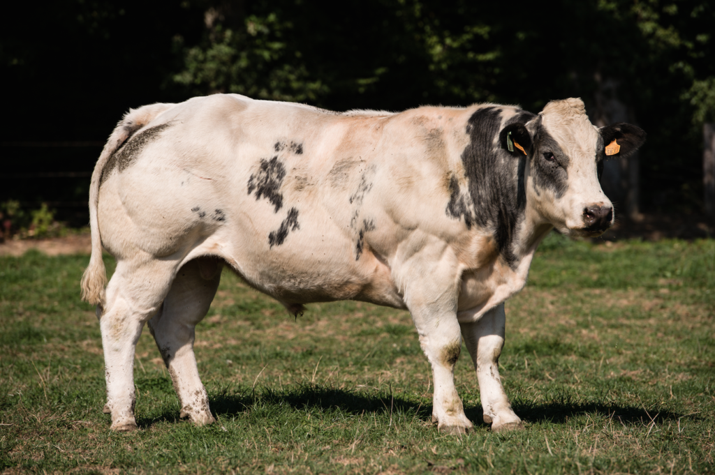 Viandes - GRG RUNGIS - Maison des viandes