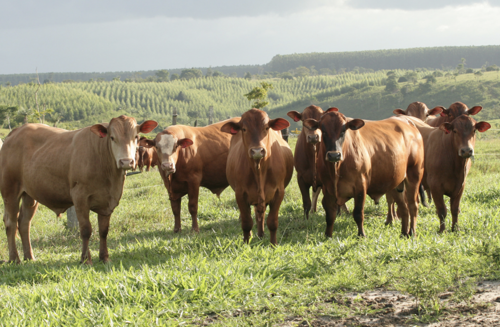 La viande : un plaisir responsable au cœur de notre alimentation