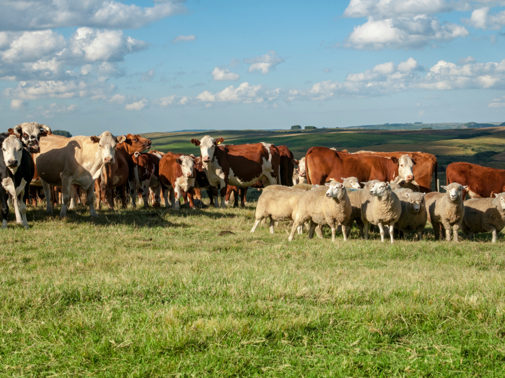 Vers une transparence totale pour une viande de qualité