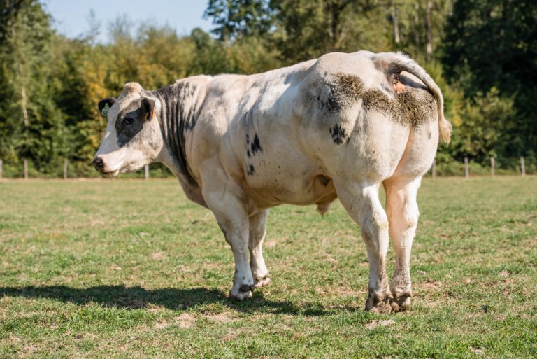GRG RUNGIS - Maison des viandes